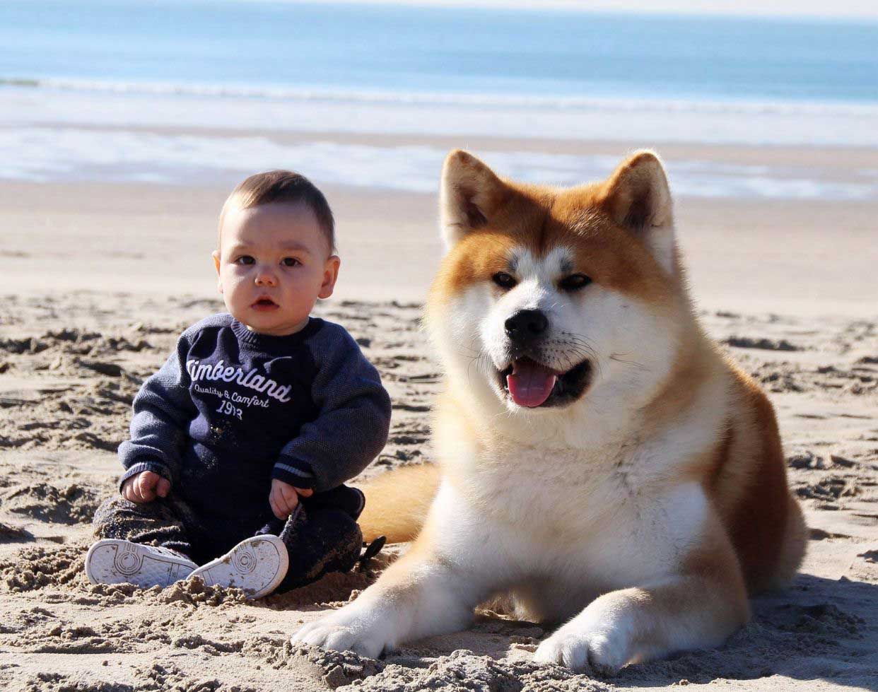 Mitos sobre el Akita Inu – Akitainu